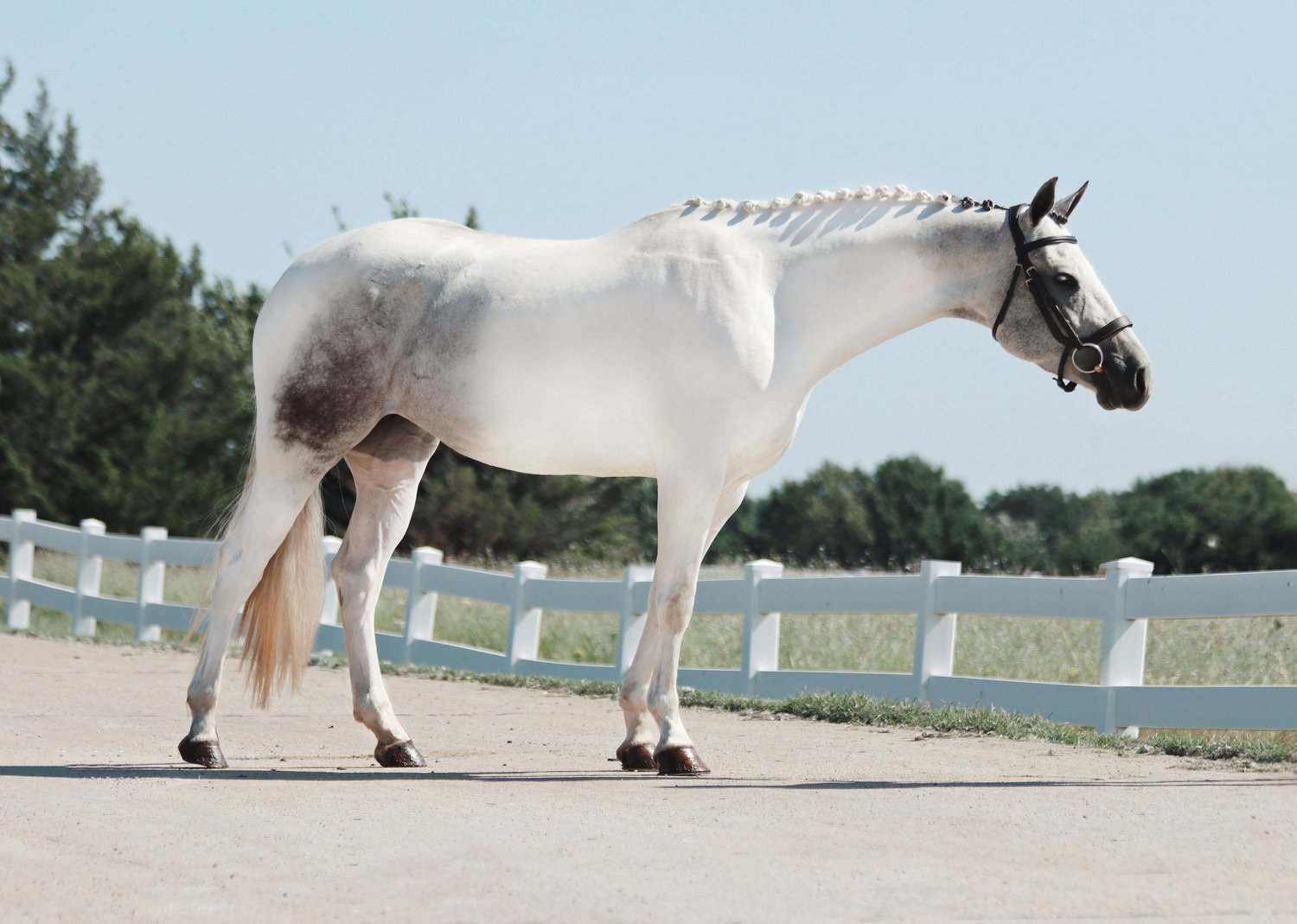 Sales Horses — MB Sport Horses LLC - Texas horse training and sales