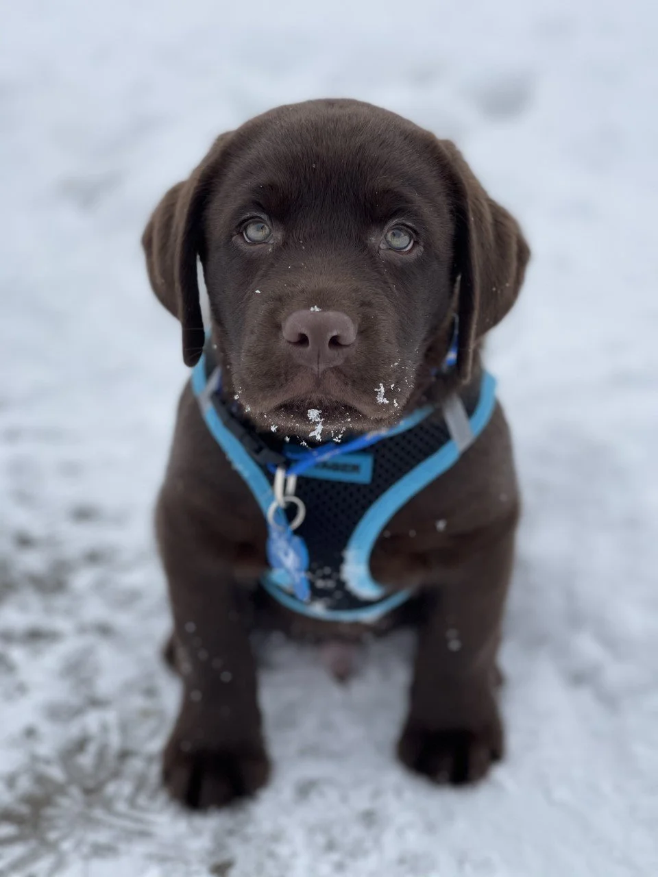 Labrador, English Cream Golden, & Goldador Puppies