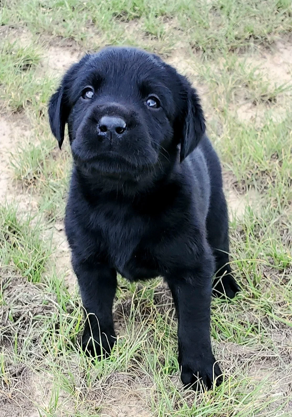 Labrador, English Cream Golden, & Goldador Puppies