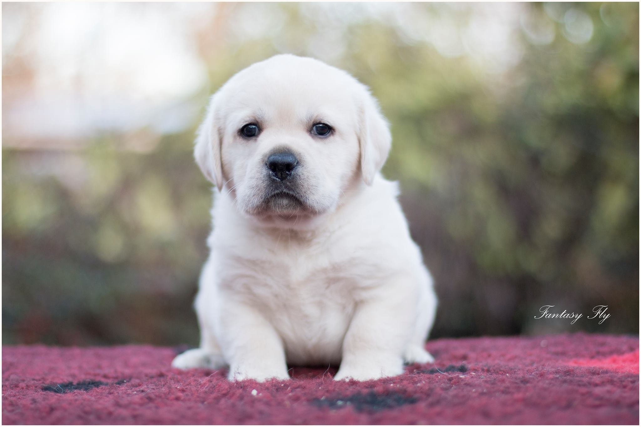 Labrador, English Cream Golden, & Goldador Puppies