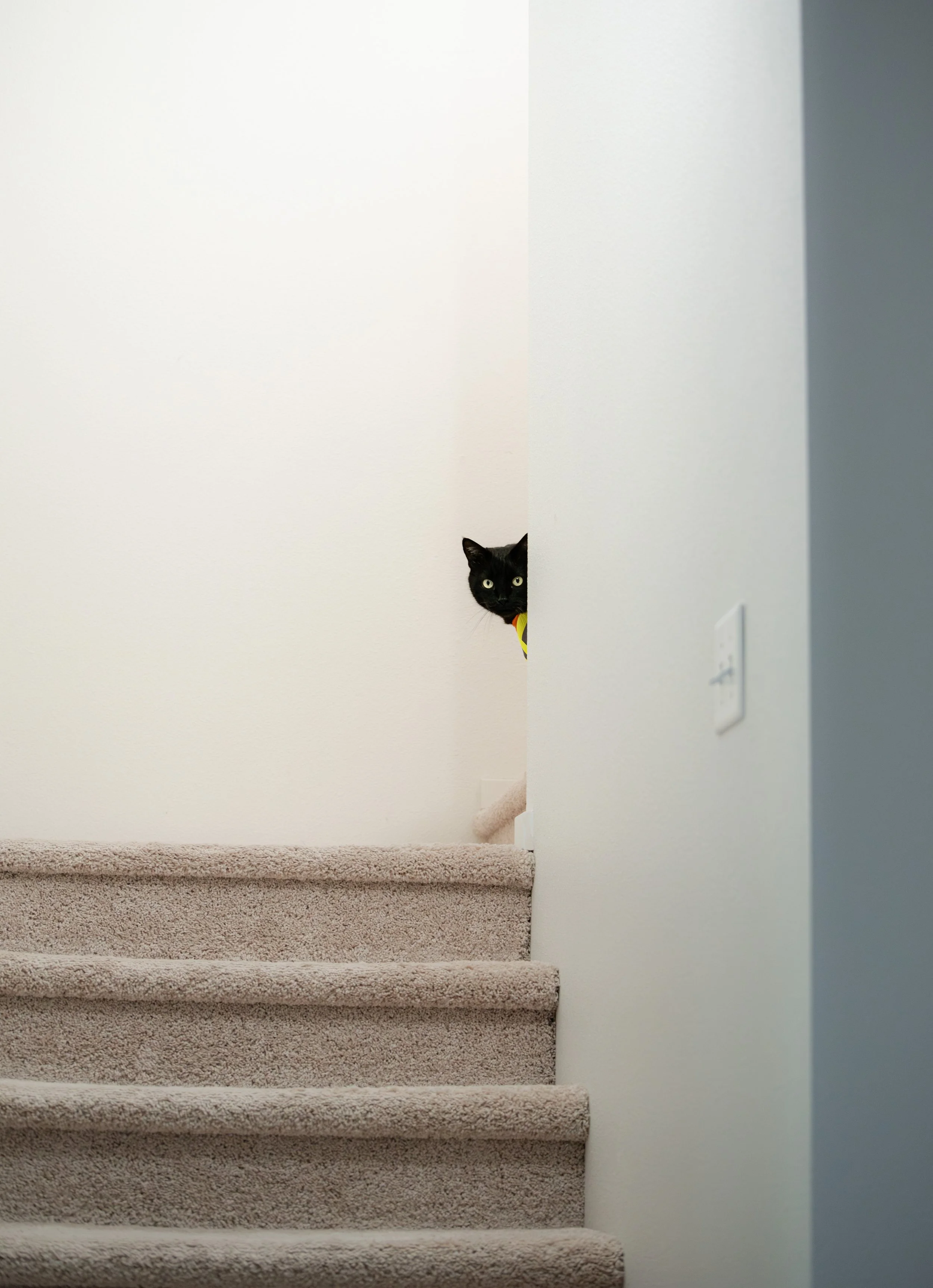 About — Rover The Cat