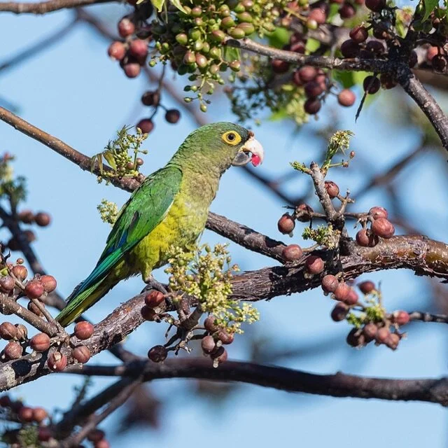 Treehouses Puerto Vallarta