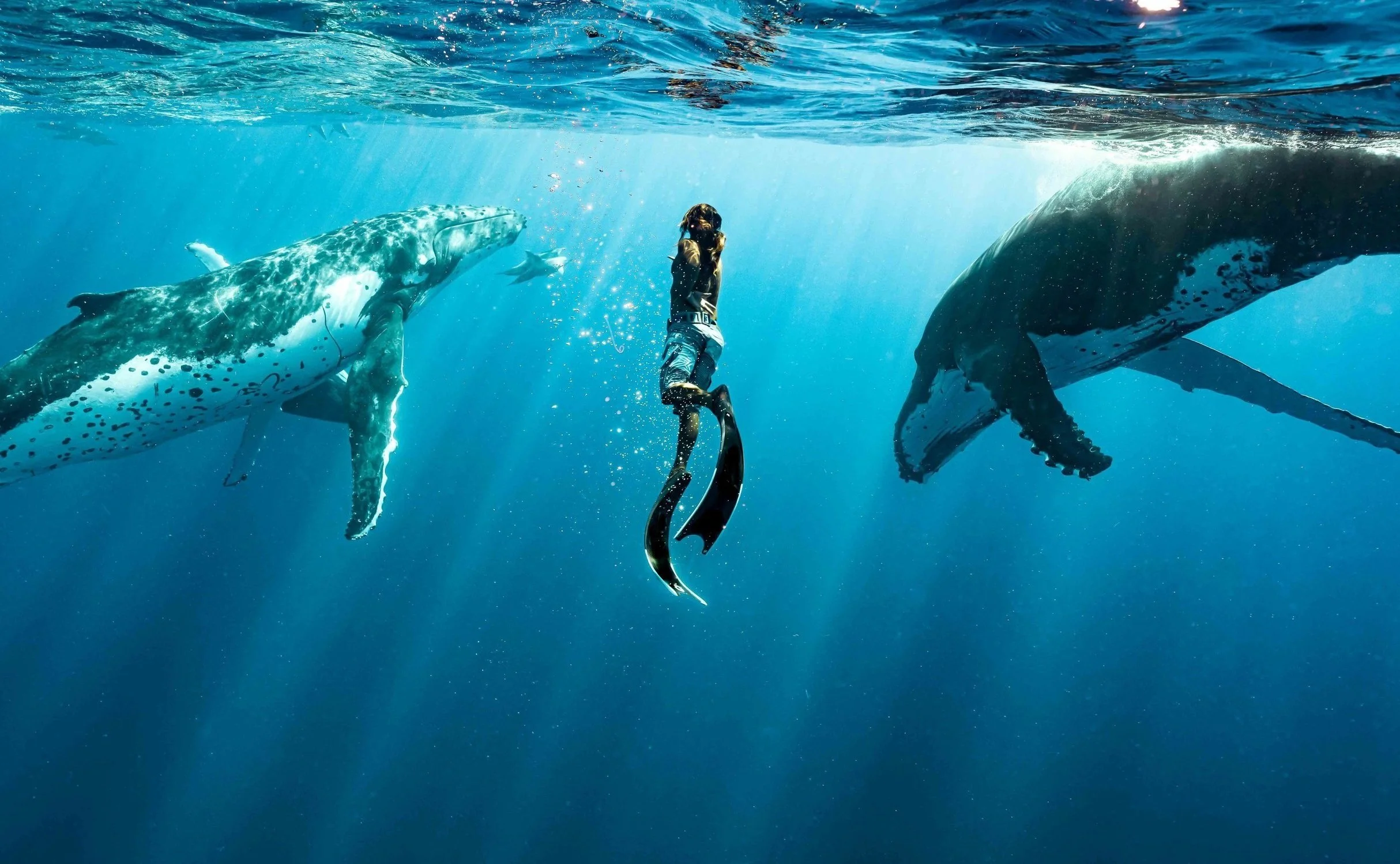 Swim with Whales in Tonga – An Unforgettable Adventure