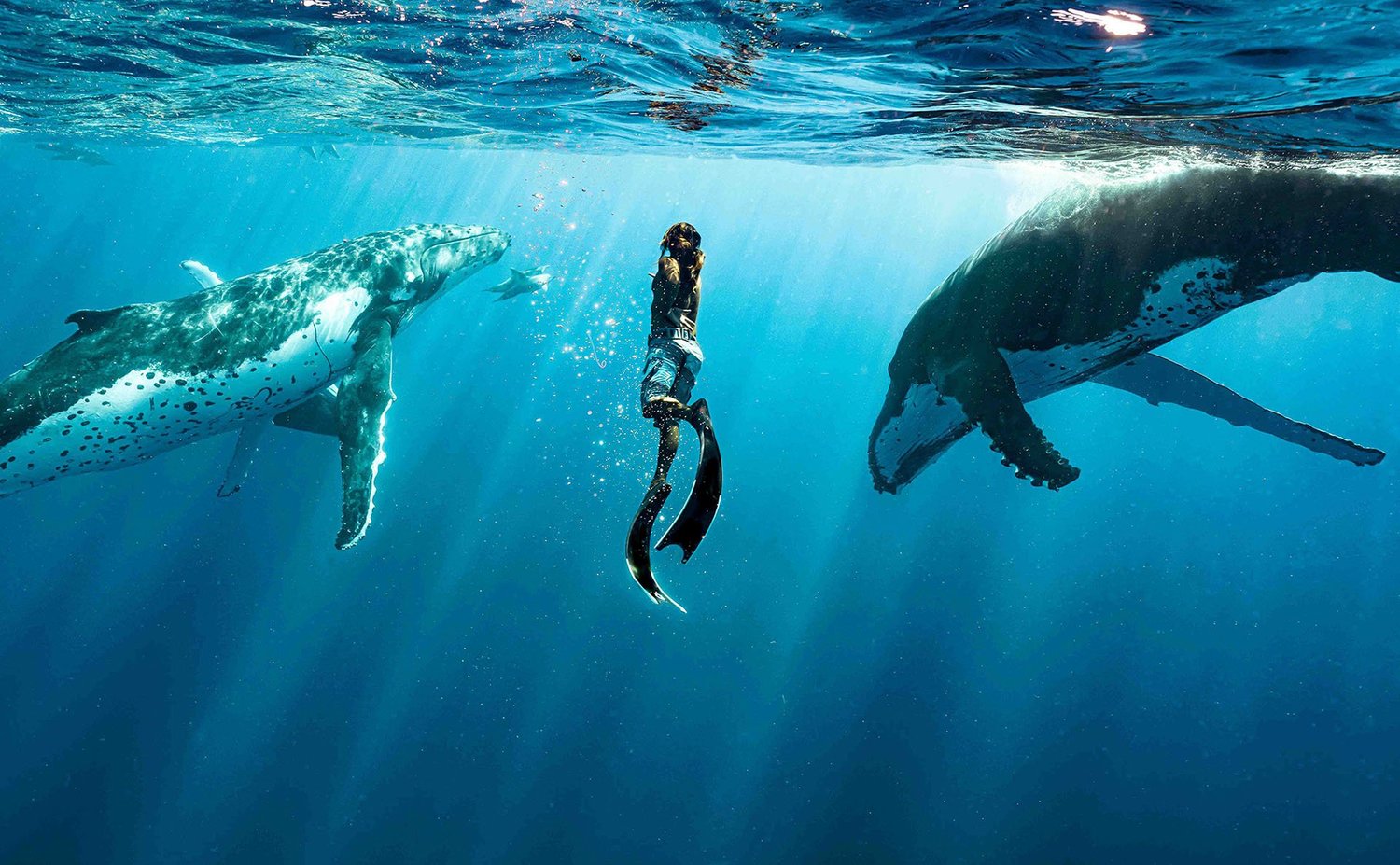Swim with Whales in Tonga – An Unforgettable Adventure
