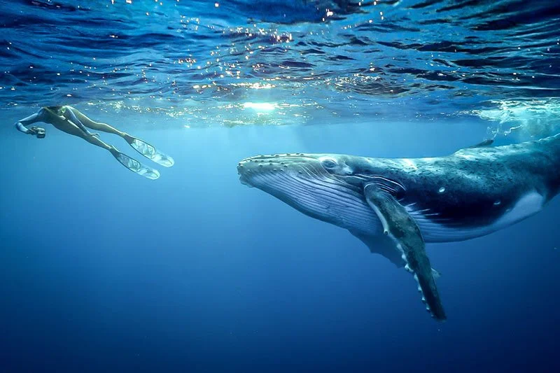 Swim with Whales in Tonga – An Unforgettable Adventure
