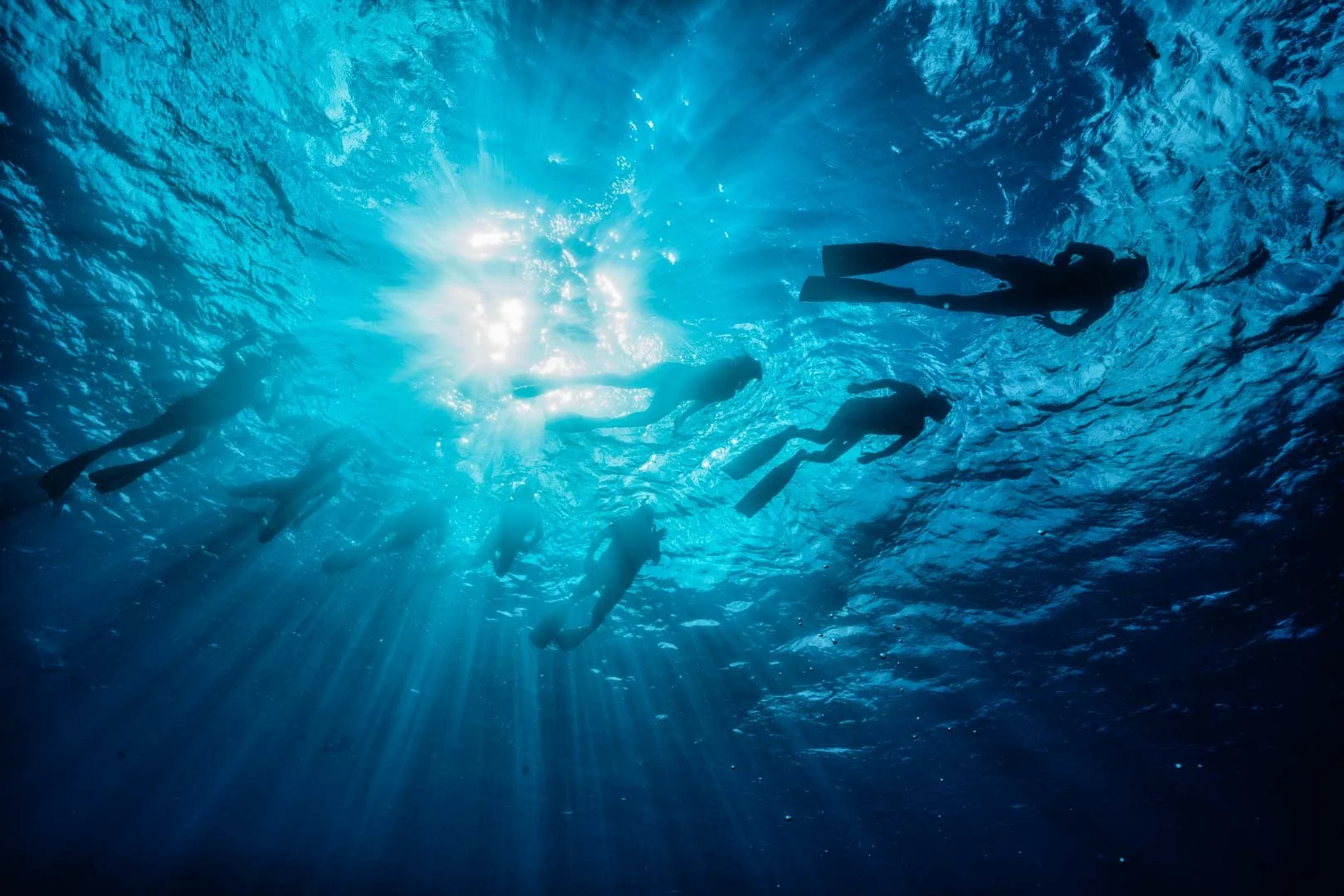 Swim with Whales in Tonga – An Unforgettable Adventure