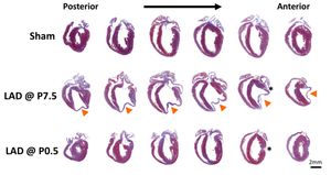 Cardiac regeneration — CTEC - Center for Translational and Experimental ...