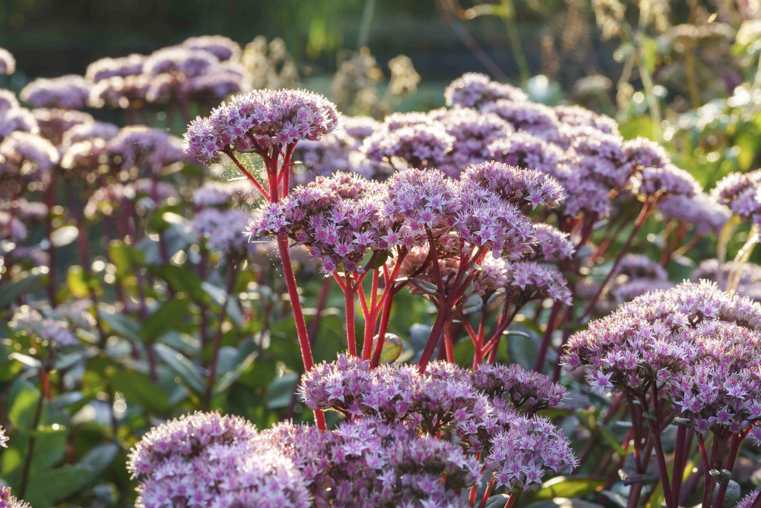 JILL ANDERSON GARDENS