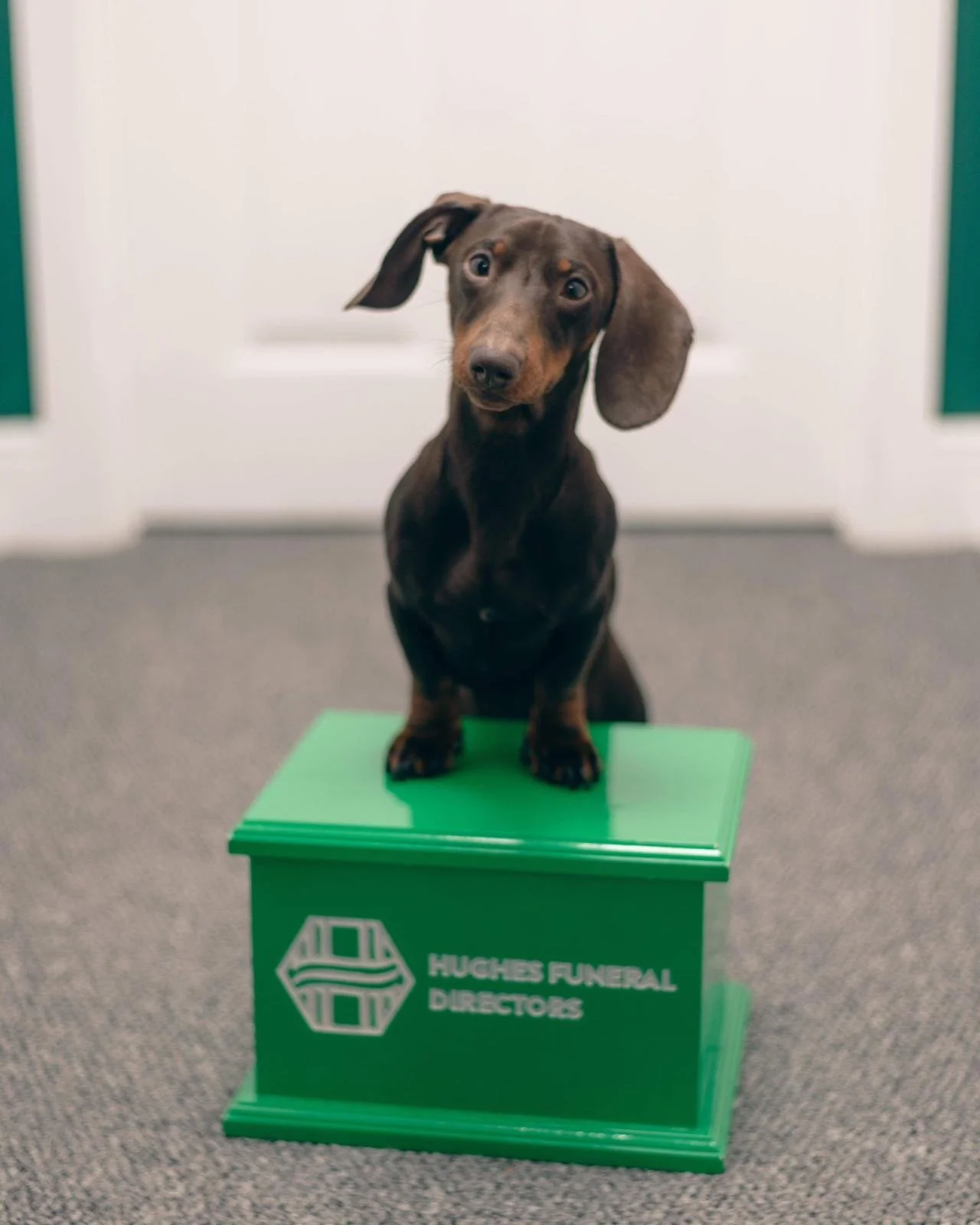 Honouring Our Pets: Pet Memorial Services from Hughes Funeral Directors ...