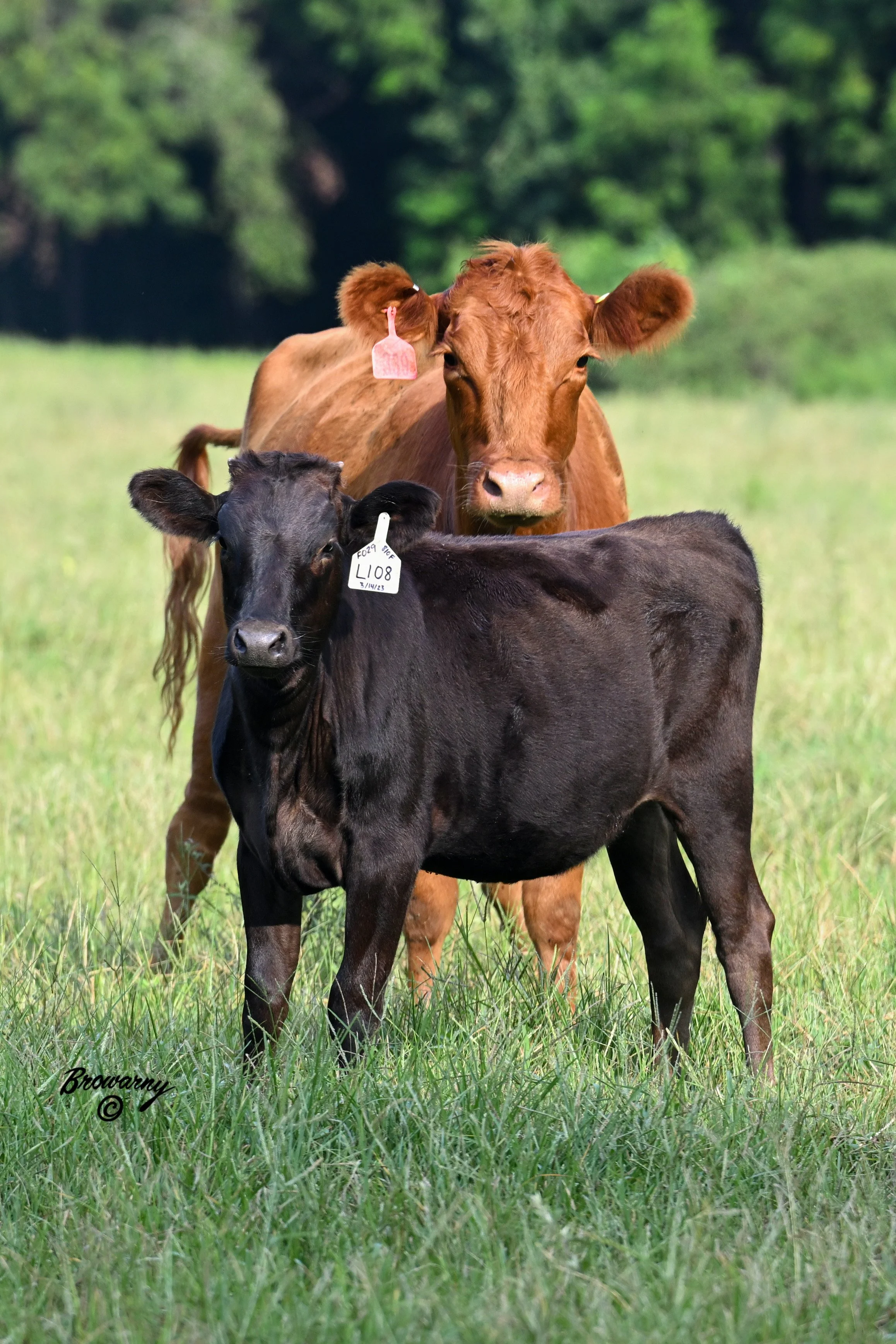 Top-Tier Wagyu Cattle & Genetics - Wilders Wagyu