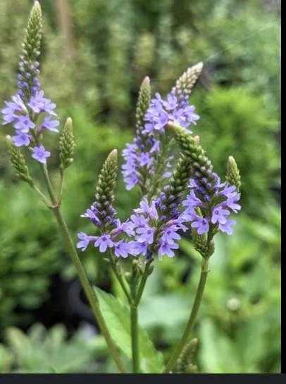 SHOP — Alchemist Asami