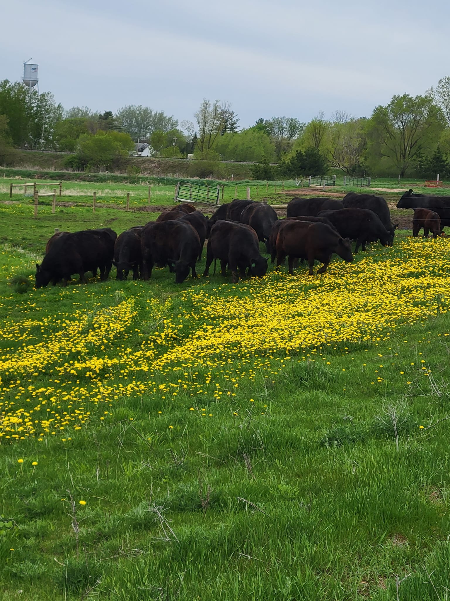 Uphill Creek Farm
