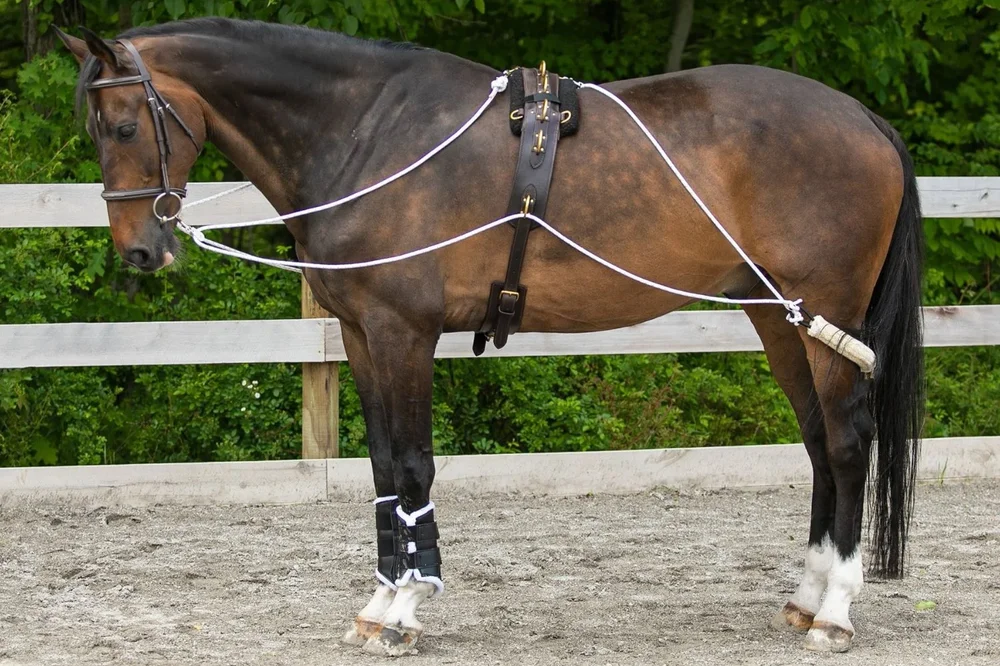 The Pessoa Lunging System — Savage Equine Services