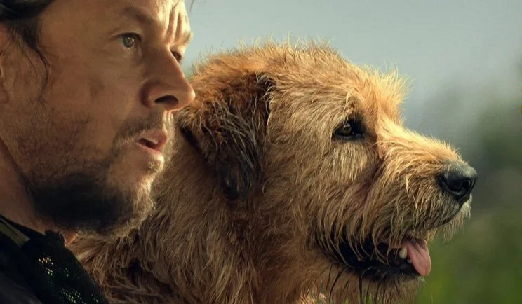 Mark Wahlberg Bonds with a Stray Dog Under Extreme Circumstances ...