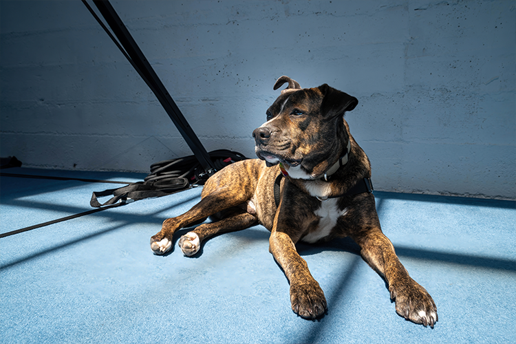 Misfitstrengthstudio