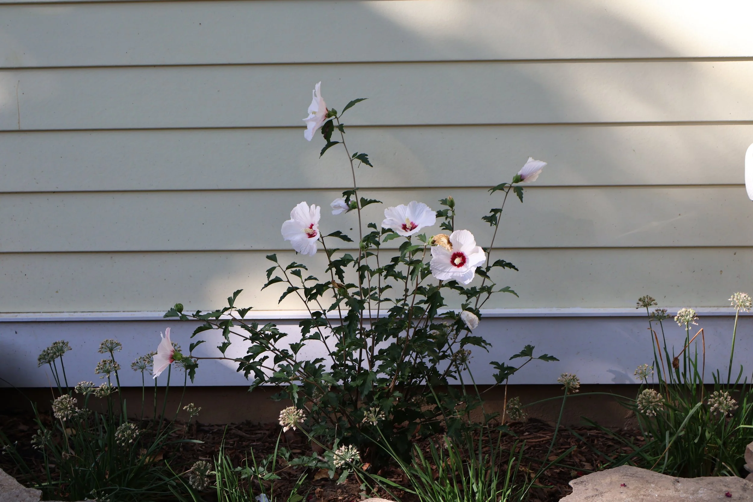 Gallery — The Arlington Treehouse