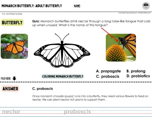 Monarch Butterfly | Learn Butterfly Life Cycle — SPONGYKIDS