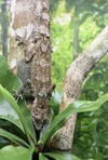 Animal Camouflage Activity Fun Science for Kids — SPONGYKIDS
