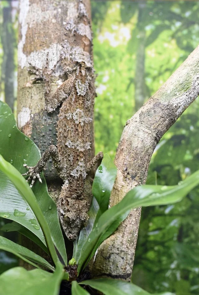 Animal Camouflage Activity Fun Science for Kids — SPONGYKIDS