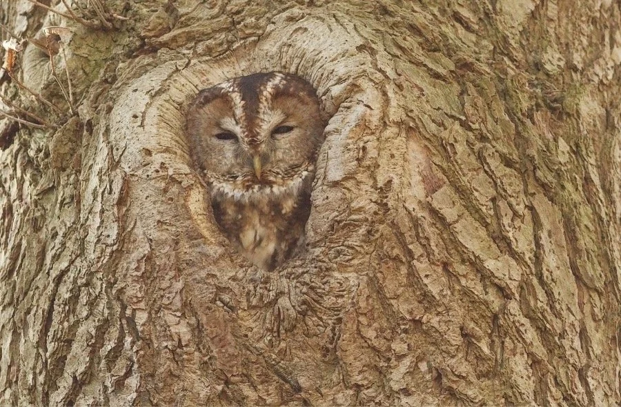 Animal Camouflage Activity Fun Science for Kids — SPONGYKIDS