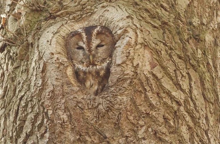 Animal Camouflage Activity Fun Science for Kids — SPONGYKIDS