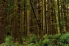 Animal Habitats For Kids: Temperate Forest | Perfect for kids who love ...