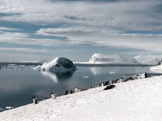 Cold Desert Animals: Learn Antarctic Habitats — SPONGYKIDS