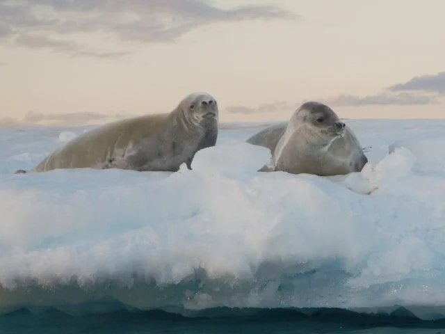 Cold Desert Animals: Learn Antarctic Habitats — SPONGYKIDS