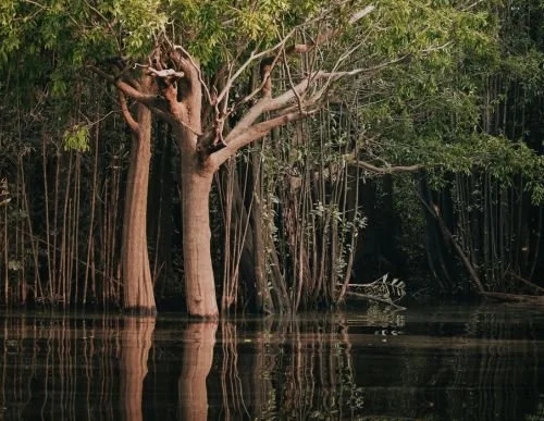 Animal Habitats For Kids | Tropical Rainforest — SPONGYKIDS