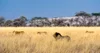 Grassland (Savanna) Animal Habitats for Kids — SPONGYKIDS