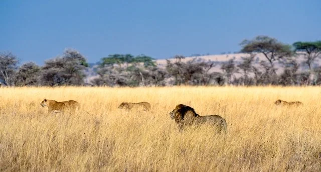 Grassland (Savanna) Animal Habitats for Kids — SPONGYKIDS