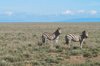 Grassland (Savanna) Animal Habitats for Kids — SPONGYKIDS