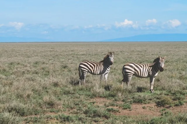 Grassland (Savanna) Animal Habitats for Kids — SPONGYKIDS