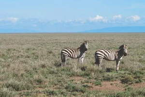 Grassland (Savanna) Animal Habitats for Kids — SPONGYKIDS