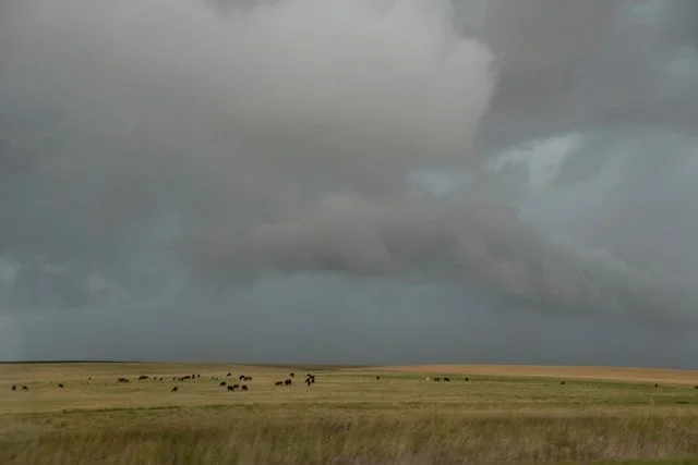 Grassland (Prairie) Animal Habitats for Kids — SPONGYKIDS