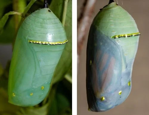 Monarch Butterfly Chrysalis (Pupa) | Life Cycle — SPONGYKIDS