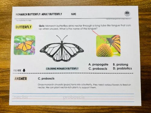 Monarch Butterfly | Learn Butterfly Life Cycle — SPONGYKIDS