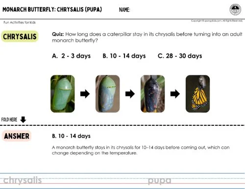 Monarch Butterfly Chrysalis (Pupa) | Life Cycle — SPONGYKIDS