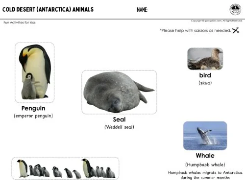 Cold Desert Animals: Learn Antarctic Habitats — SPONGYKIDS