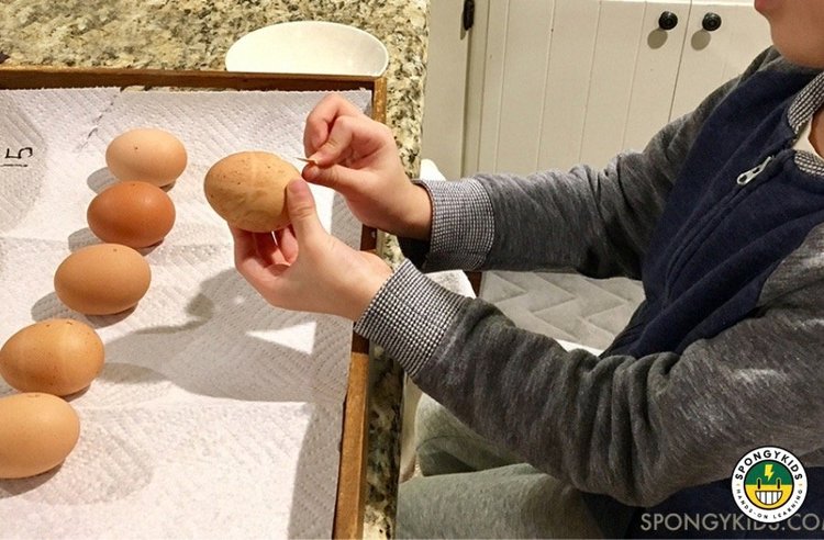 Perfect Hard-Boiled Eggs: Kid Science Fun! — SPONGYKIDS