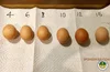 Perfect Hard-Boiled Eggs: Kid Science Fun! — SPONGYKIDS