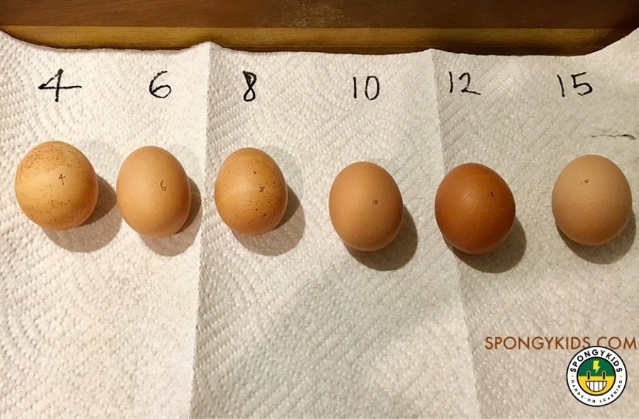 Perfect Hard-Boiled Eggs: Kid Science Fun! — SPONGYKIDS