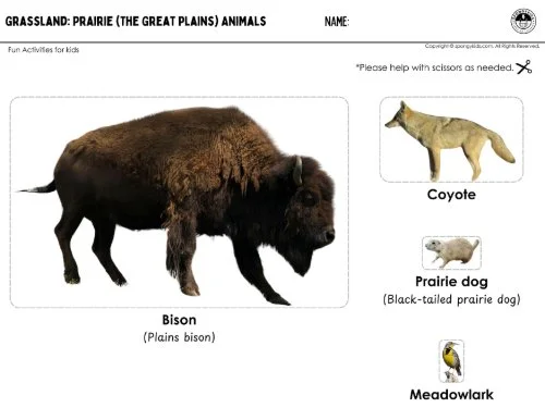 Grassland (Prairie) Animal Habitats for Kids — SPONGYKIDS