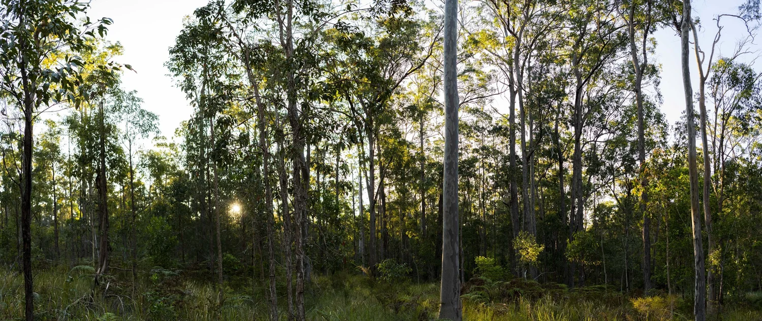 Banyula — Corymbia Biodiversity Project
