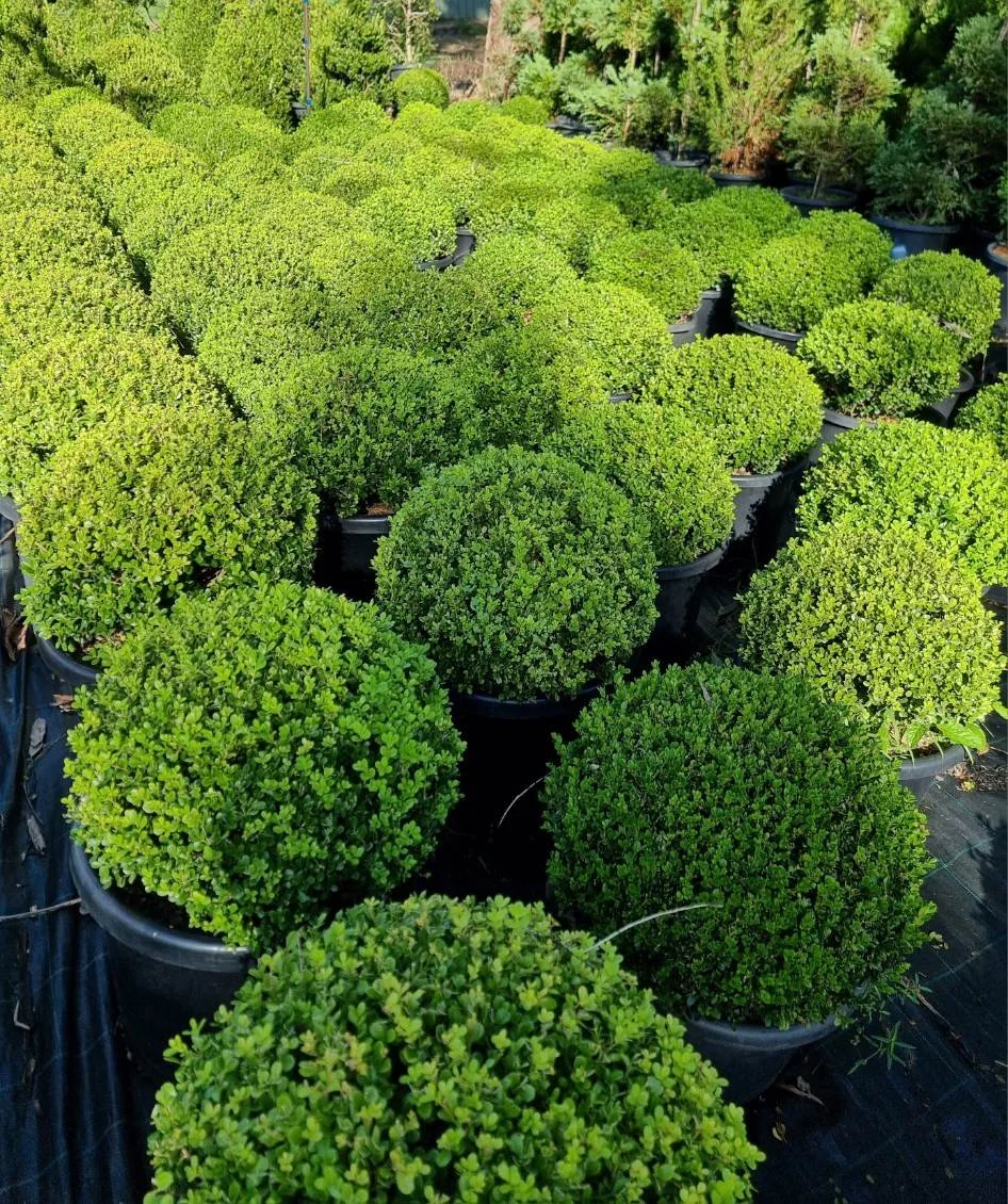 Topiary King | Topiary plants - Buxus spirals, balls, cones, hedge