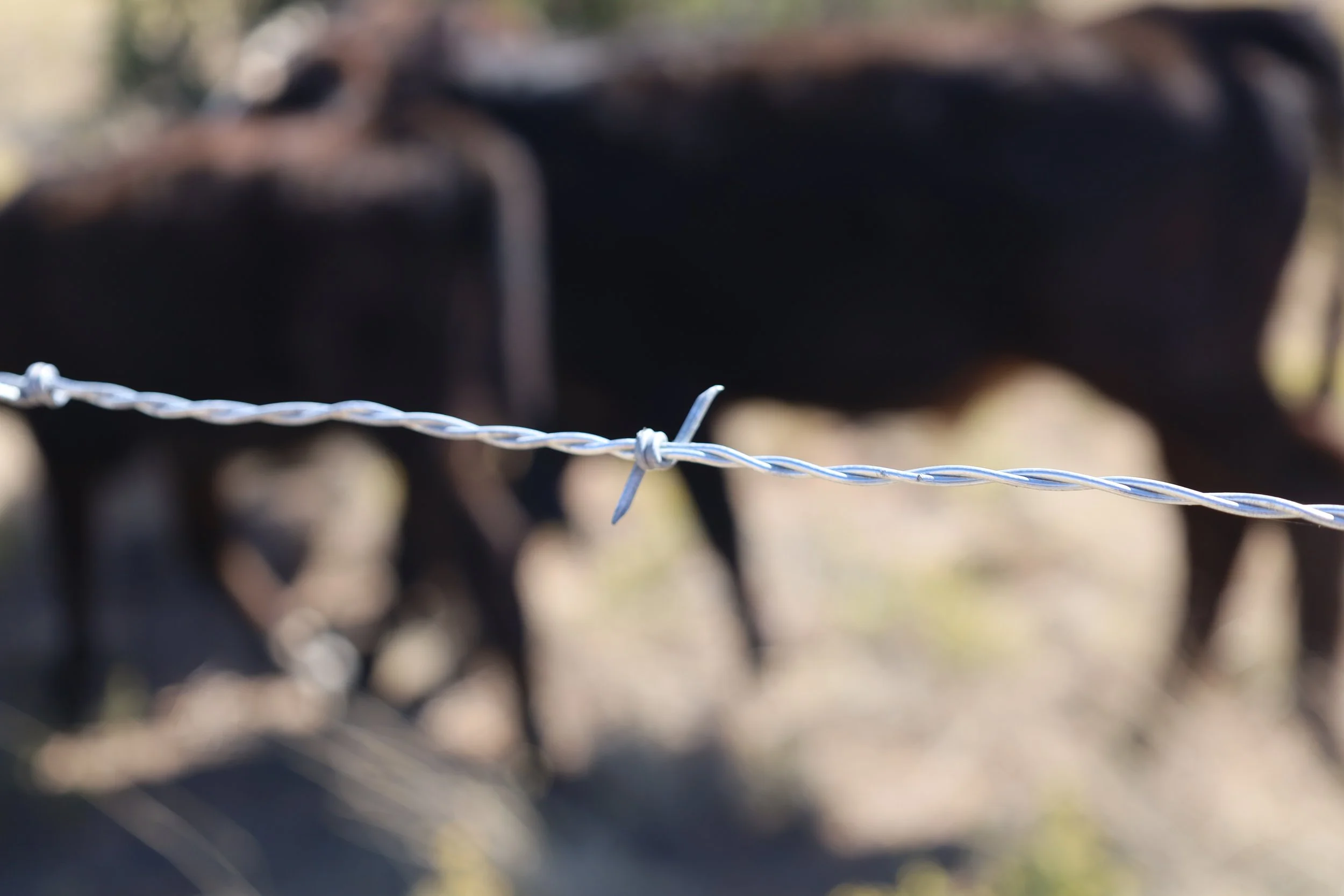 The Rusty K Family — Rusty K Ranch