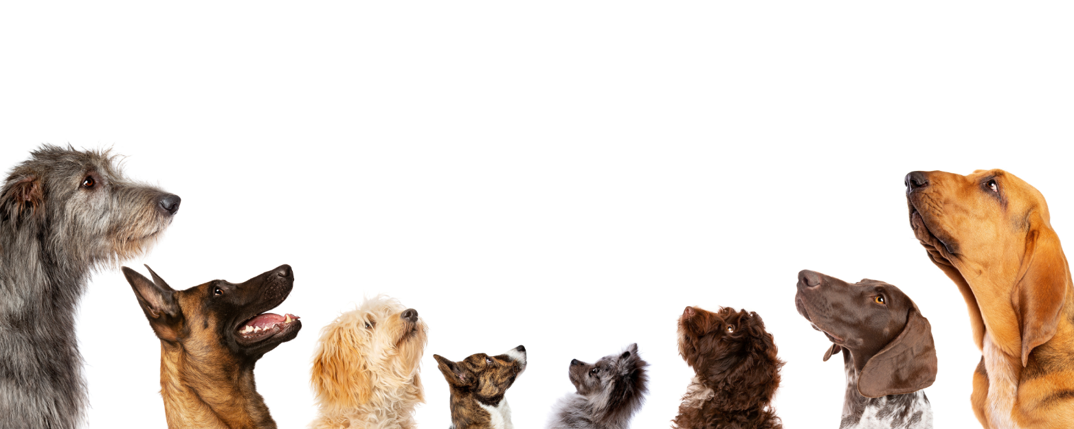 HiPooch Daycare and Boarding