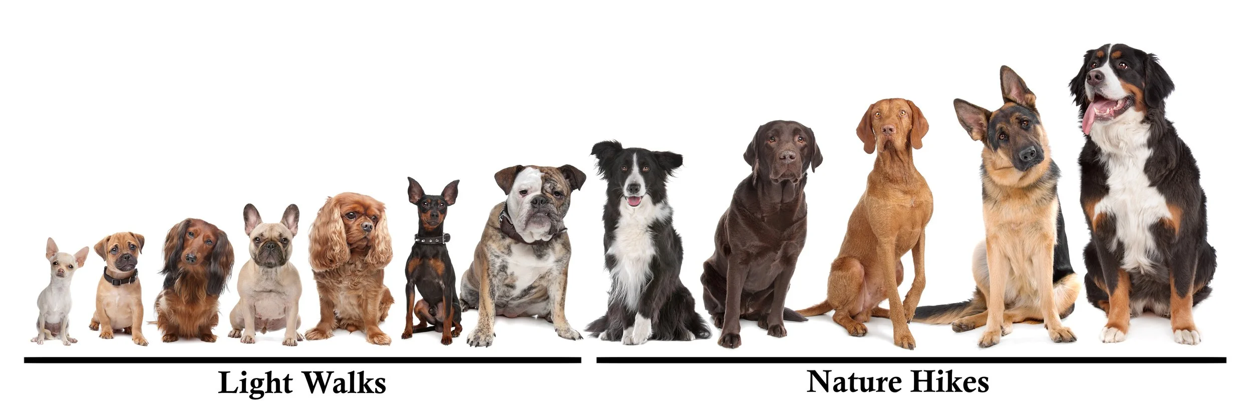 Things to Know — HiPooch Daycare and Boarding