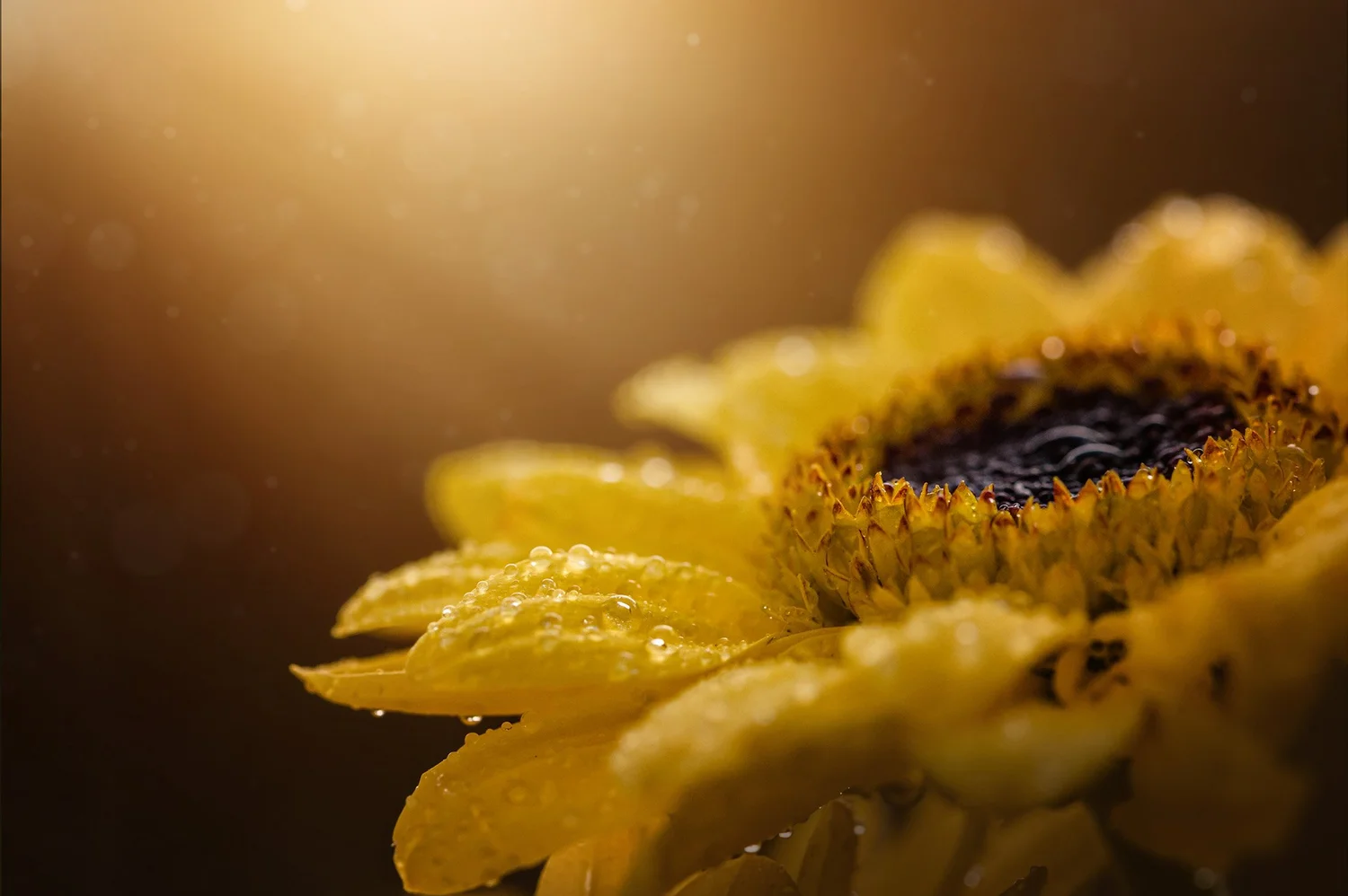 Macro Photography Tips for Nature Lovers