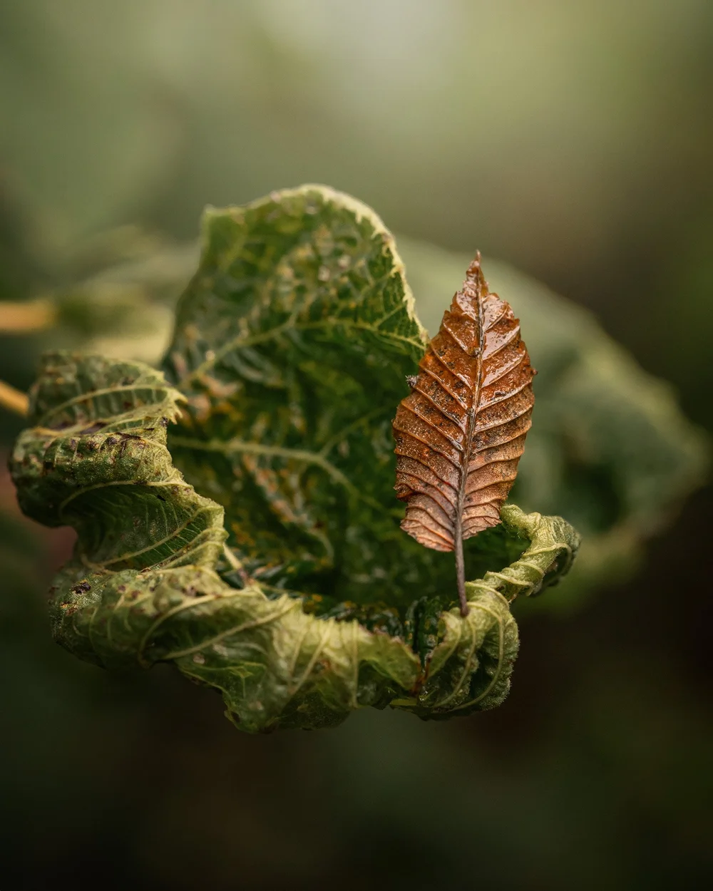Macro Photography Tips for Nature Lovers